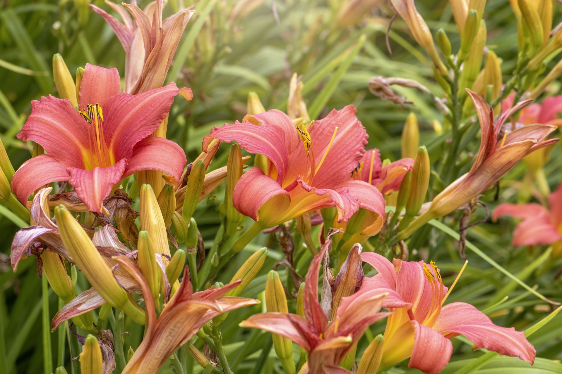 Plants That Can Withstand Heat and Cold — 11 Varieties Picked by ...