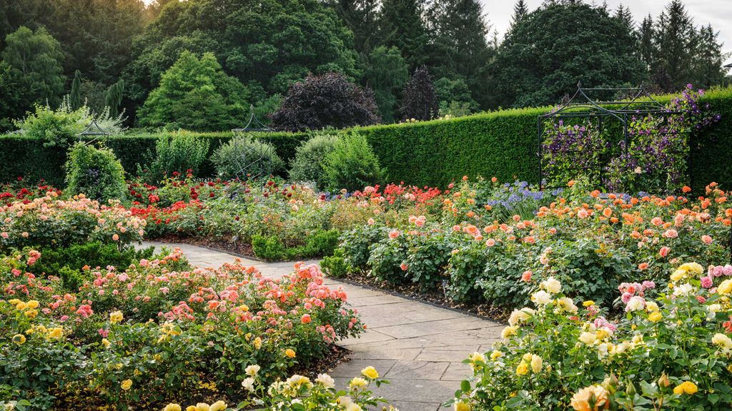 Types of roses: 11 beautiful varieties for your garden | Gardeningetc