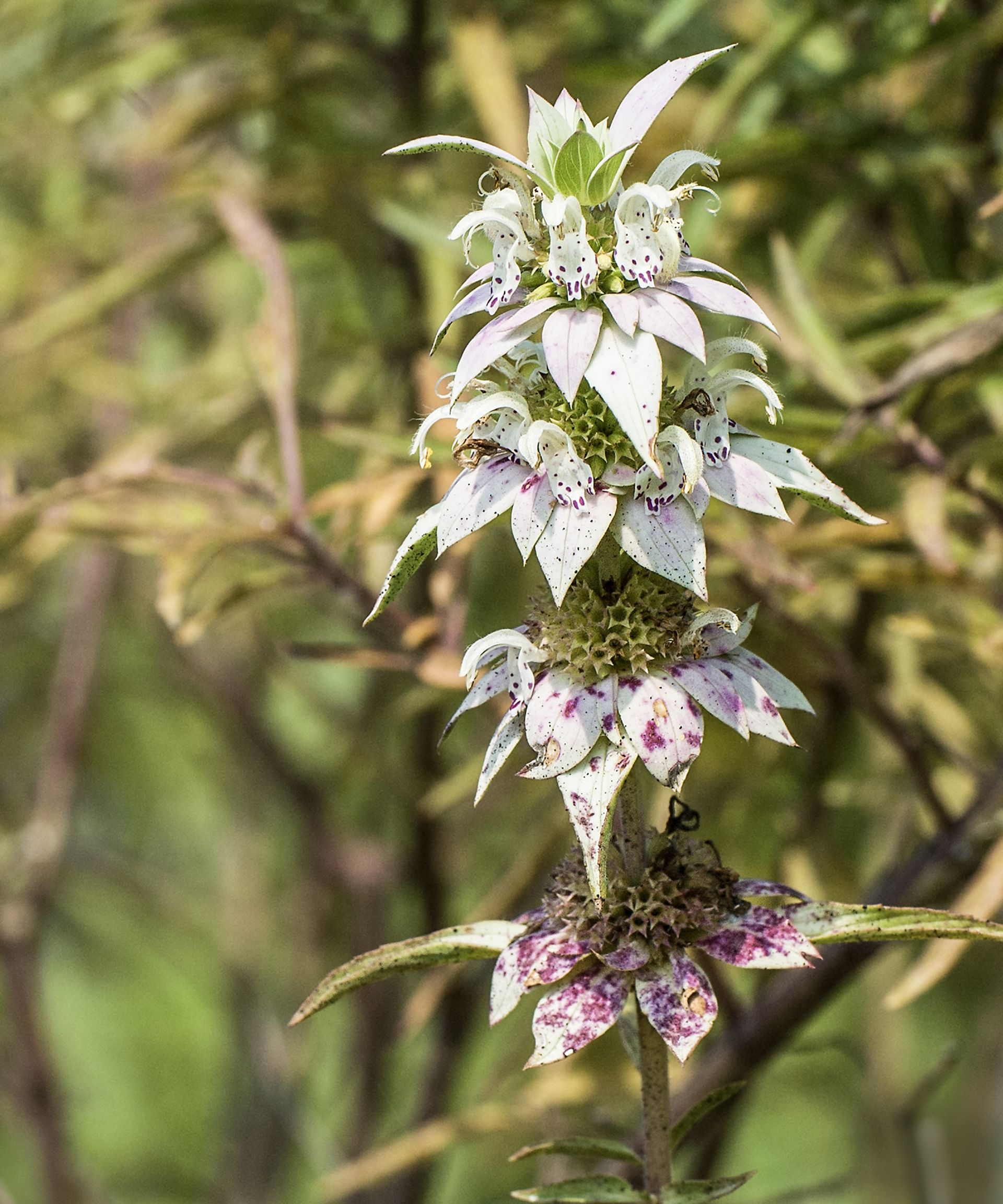 Best monarda varieties: 10 varieties of fragrant beebalm | Homes and ...