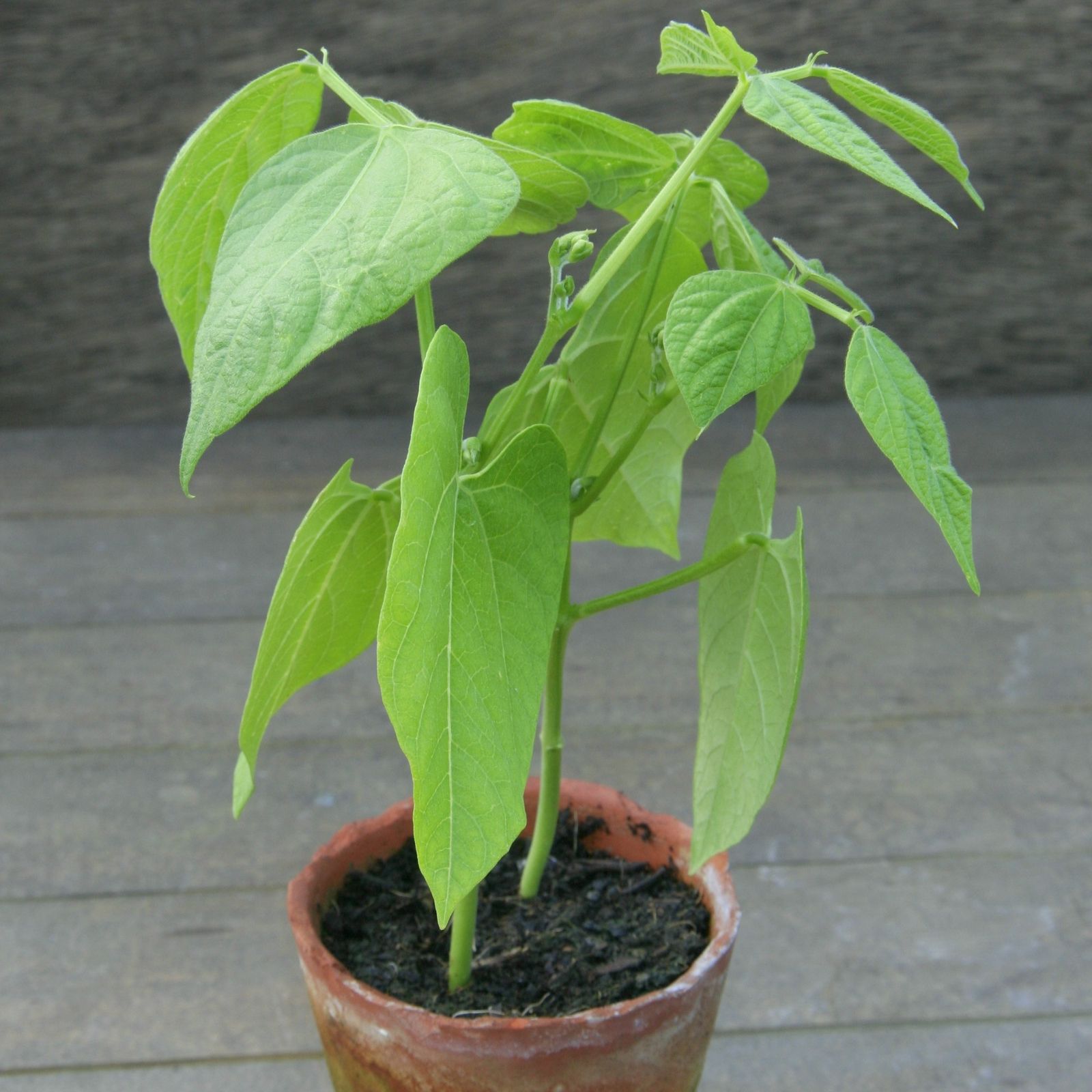 How to grow runner beans in pots for a bountiful crop | Ideal Home