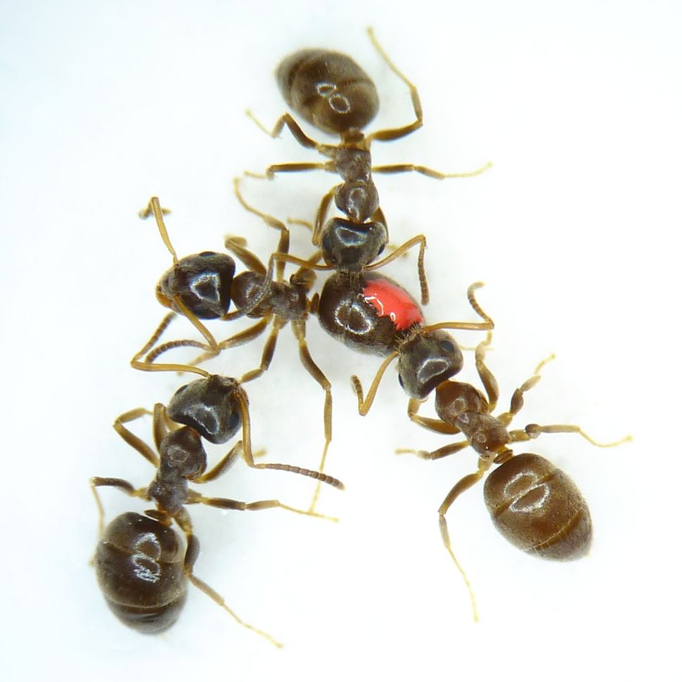 Sick Ants Help Vaccinate Colonies, Study Suggests | Live Science
