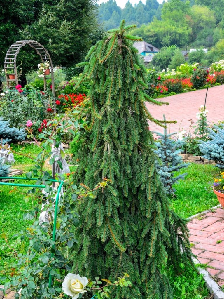 Pruning Weeping Pine Trees: Weeping Conifer Pruning Tips | Gardening ...