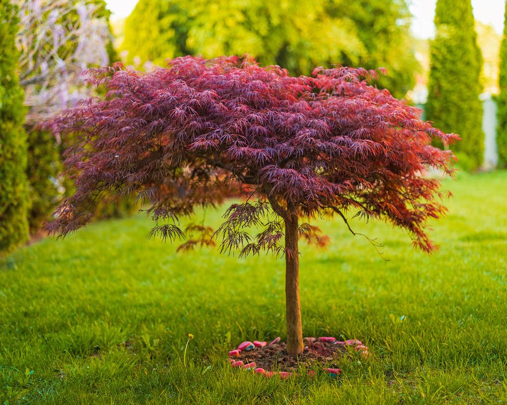 8 Small Trees For Front Yards With Maximum Curb Appeal | Gardening Know How