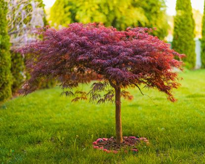 Low-Maintenance Trees With Wow Factor: 8 Landscape Heroes | Gardening ...