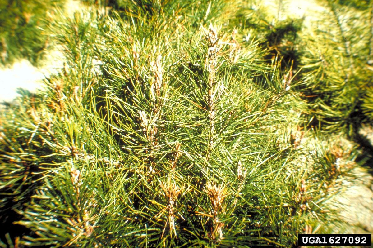 What Is A Cypress Tip Moth – Controlling Cypress Tip Moth Pests ...