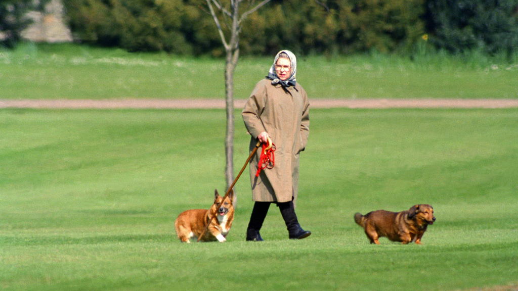 The Royal Family’s dogs: Everything you need to know | PetsRadar