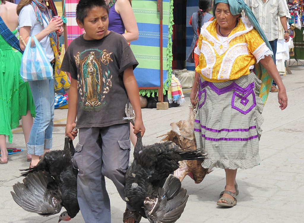 Turkeys Were Tamed in Mexico 1,500 Years Ago | Live Science