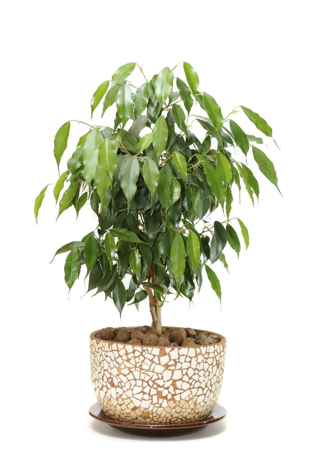 Ficus Tree Care: How To Grow A Ficus Houseplant | Gardening Know How