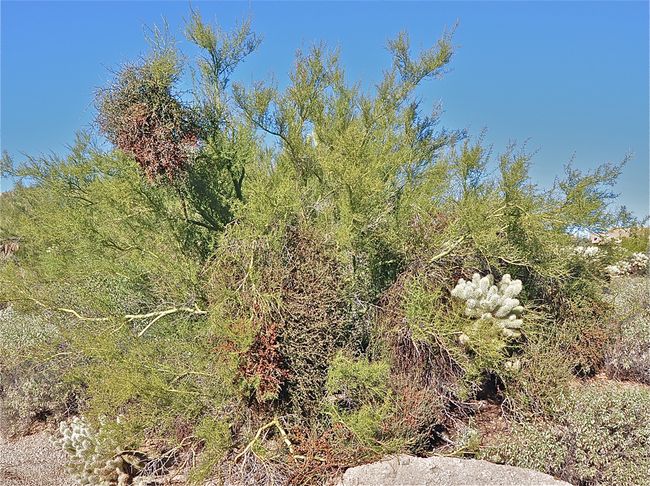 Desert Mistletoe: Photos of 'Tree Thieves' in the American Southwest ...