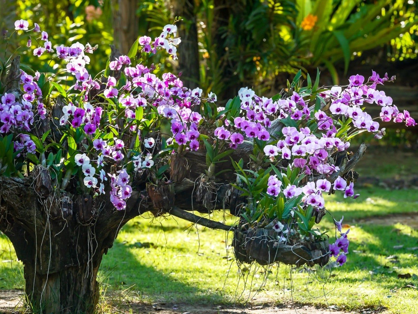 Where To Find Orchids In The Wild | Gardening Know How