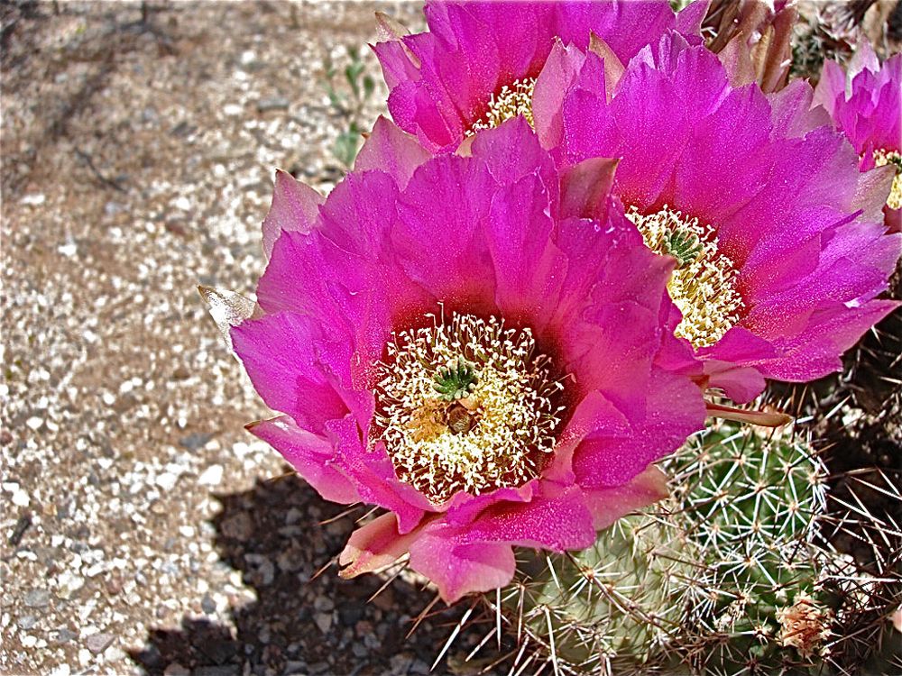 In Photos: Beautiful Cactus Flowers Signal Spring Is Here | Live Science