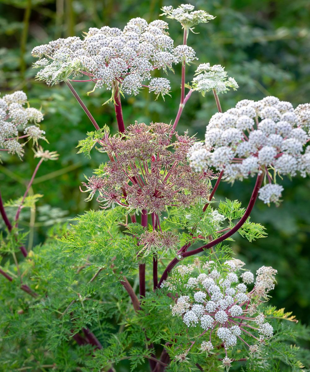 Late summer flowers: 16 best blooms for color into fall | Homes & Gardens