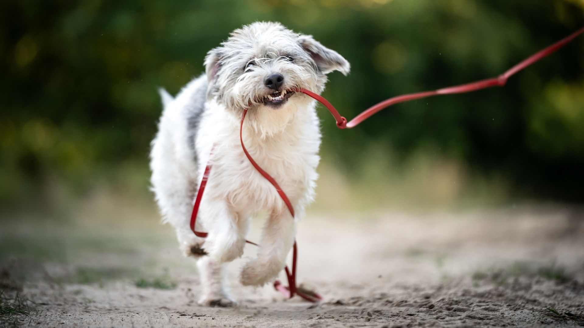 This is how to use walks to boost your dog’s confidence, according to ...