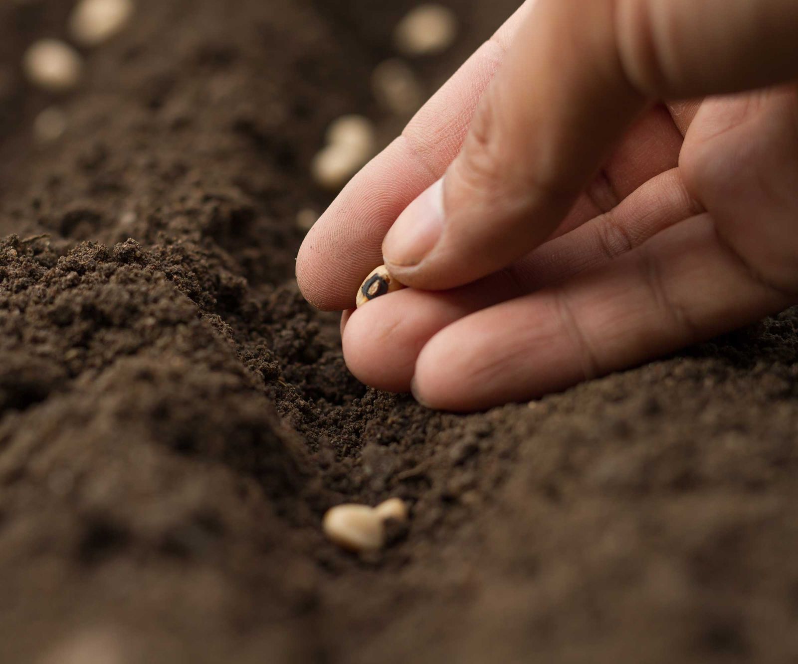 How to sow seeds outdoors: tips from an experienced gardener | Homes ...