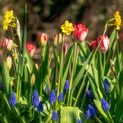 7 of the best spring bulbs for shade – plant them now! | Ideal Home