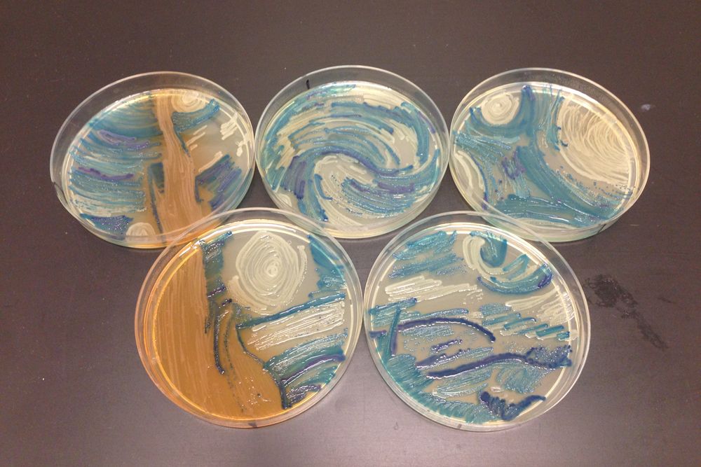 Agar Art Contest (Photos) | Live Science