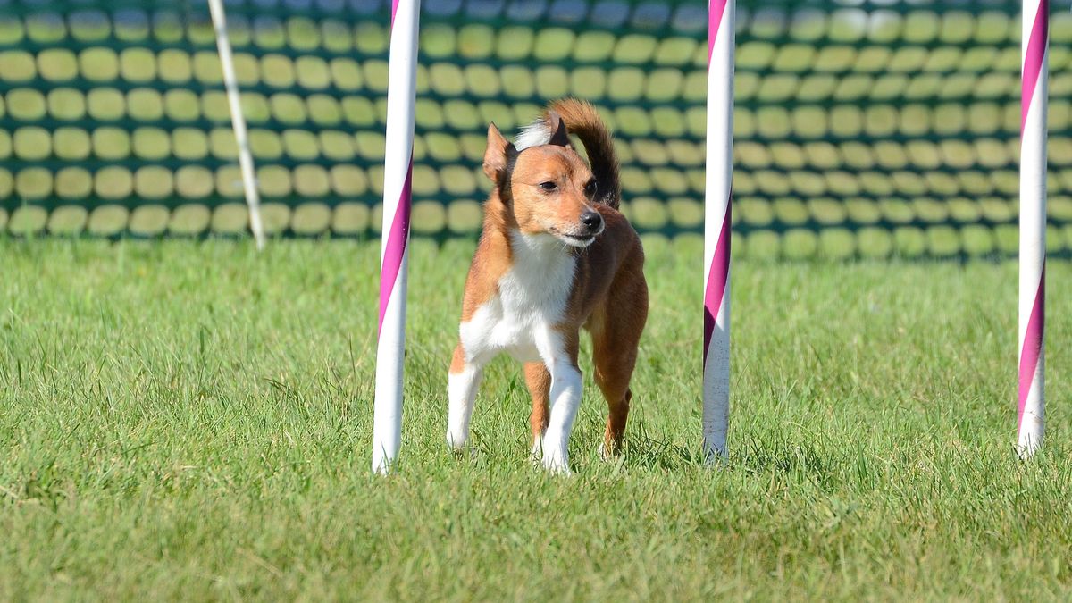 32 unpopular dog breeds | PetsRadar