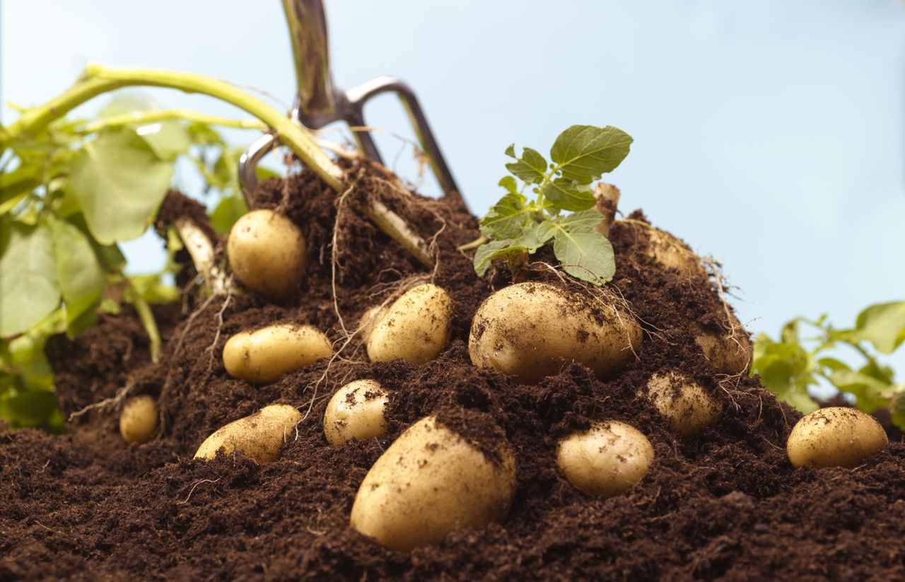 Types of potatoes: tips for early, mid and late season crops | Homes ...