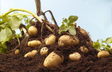 Types of potatoes: tips for early, mid and late season crops | Homes ...