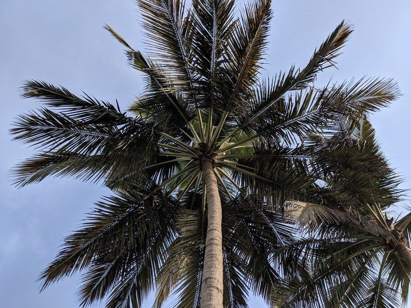 Here are our first Pixel 3a XL camera samples | Android Central