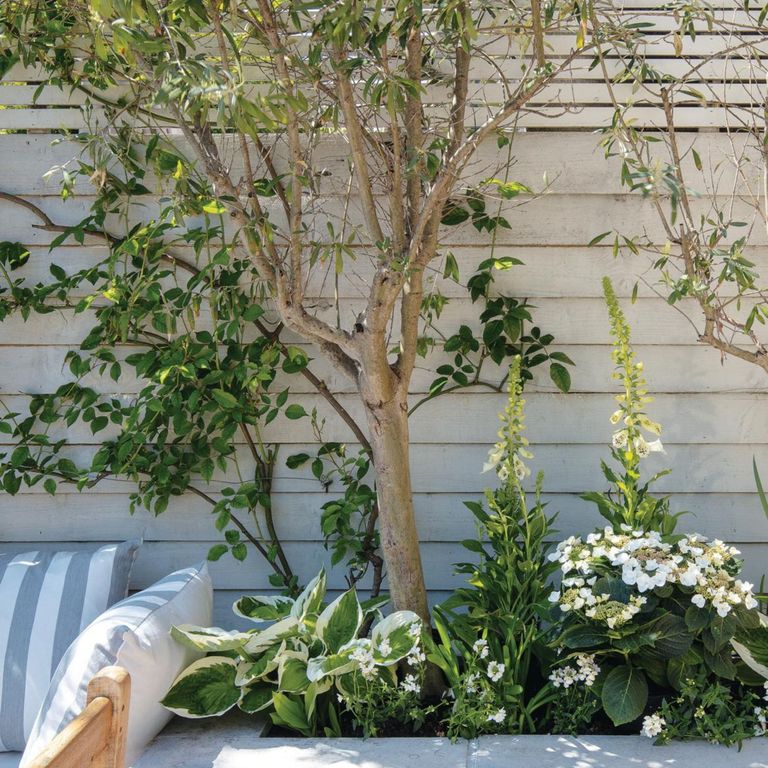 Best trees for small gardens, and how to help them thrive | Ideal Home