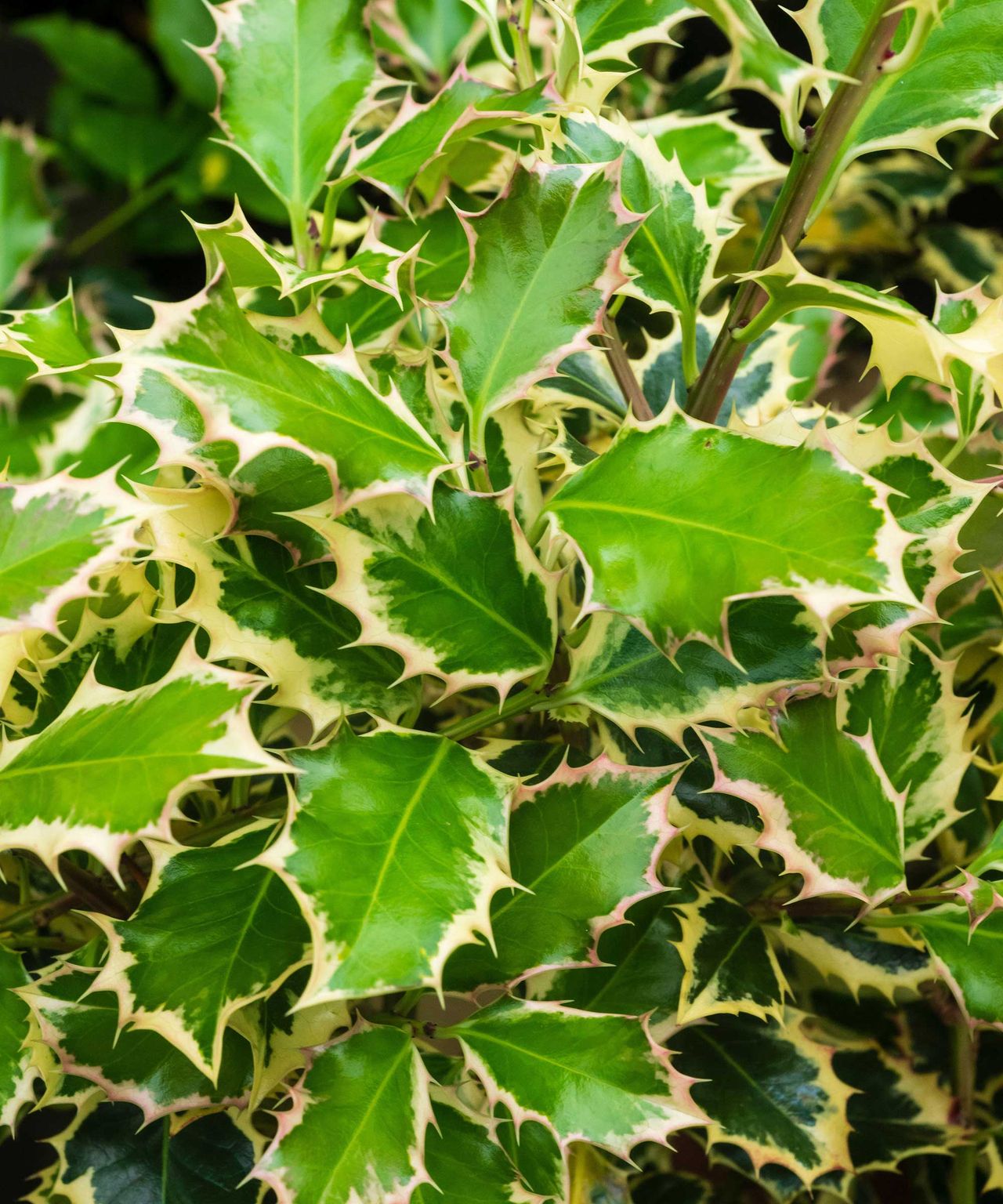Holly care and growing guide: expert tips | Gardeningetc