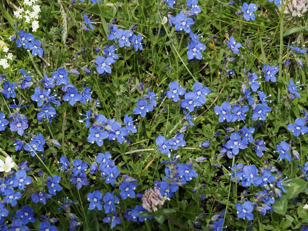17 Grass Alternatives That Are Easy to Maintain | Livingetc