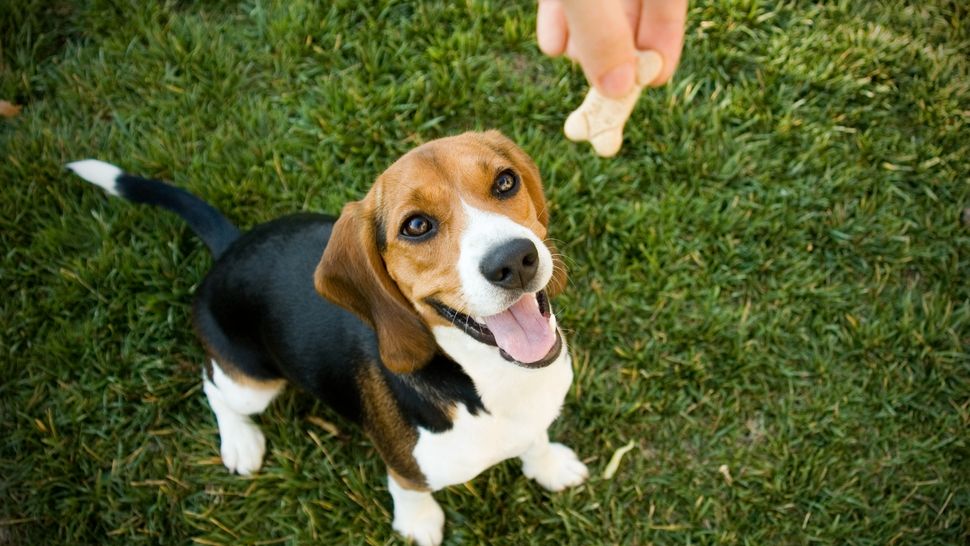 The 10 best dog treats 2026, tried and tested by real pups | PetsRadar