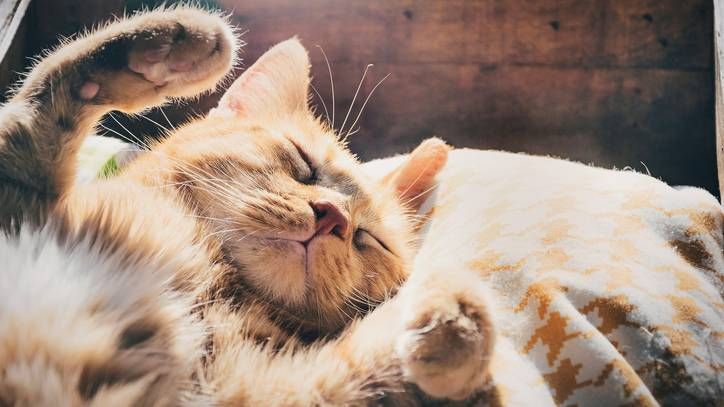 How to cool down a cat in hot weather - try these 19 cat cooling tips ...