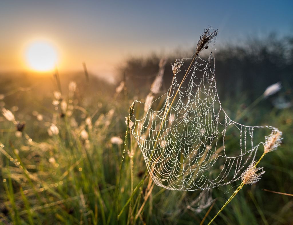 Spiders' webs: Tougher than steel or Kevlar, the miracle material of ...