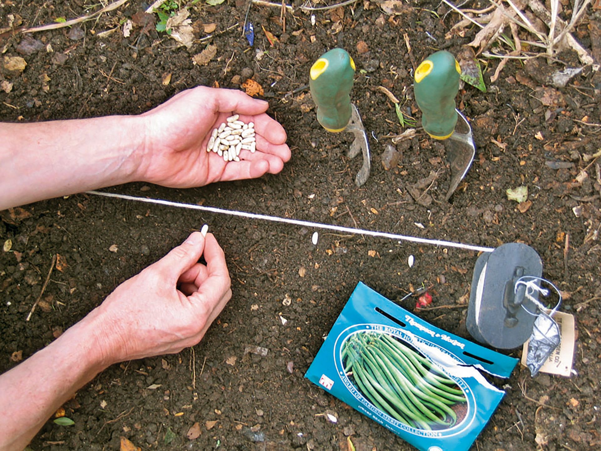 How to grow French beans | Homes and Gardens