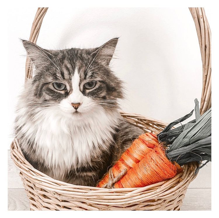 21 pet photography ideas to inspire you all-year round | PetsRadar