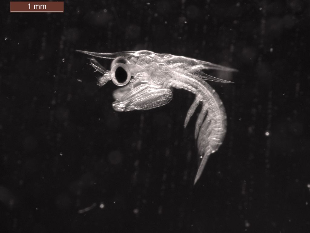 Baby mantis shrimp throw knockout punches at 9 days old | Live Science