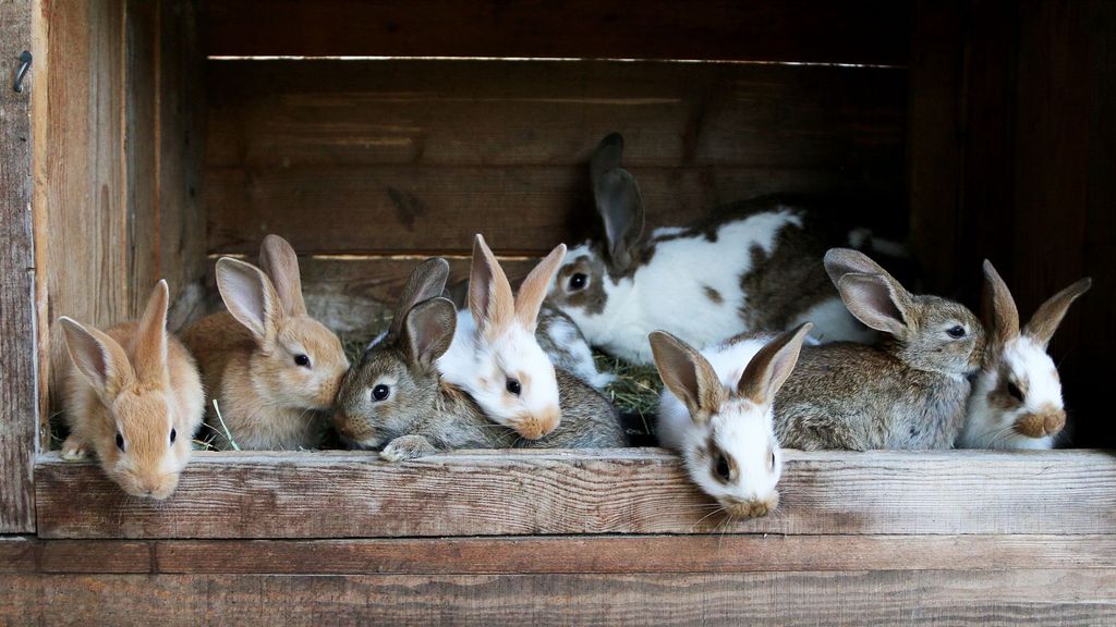 32 facts about rabbits that might surprise you | PetsRadar