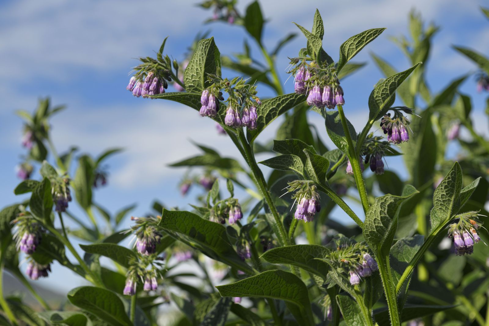 Experts explain how to make organic fertilizer from comfrey | Livingetc