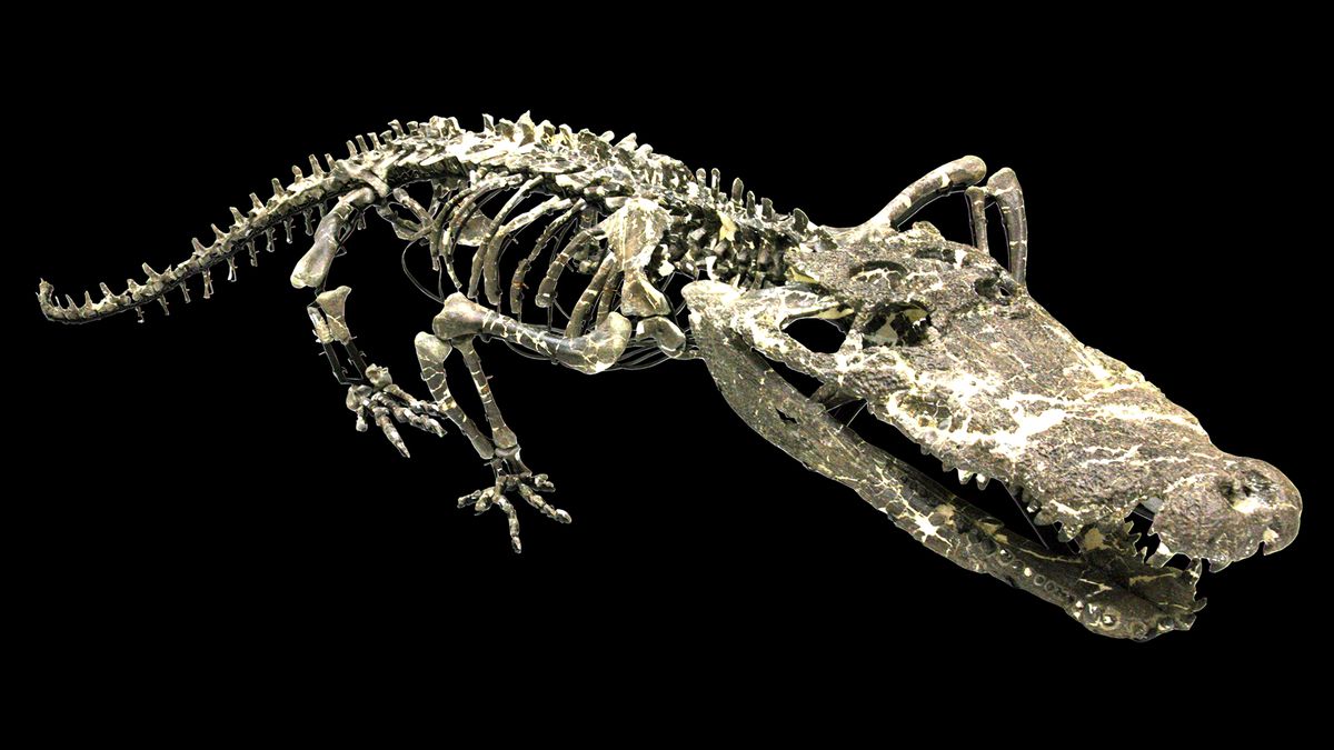 Jurassic crocodile relative could breathe easily while drowning its ...