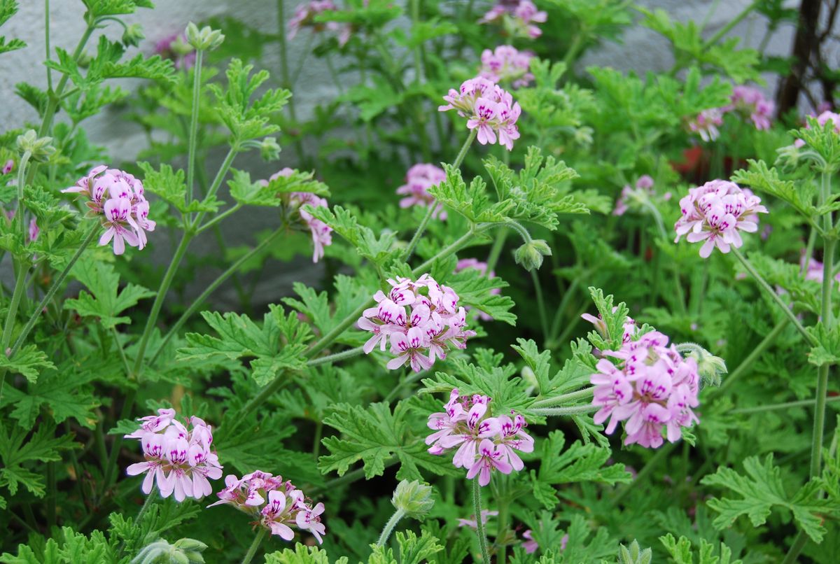 7 plants that will keep wasps out of your yard | Tom's Guide