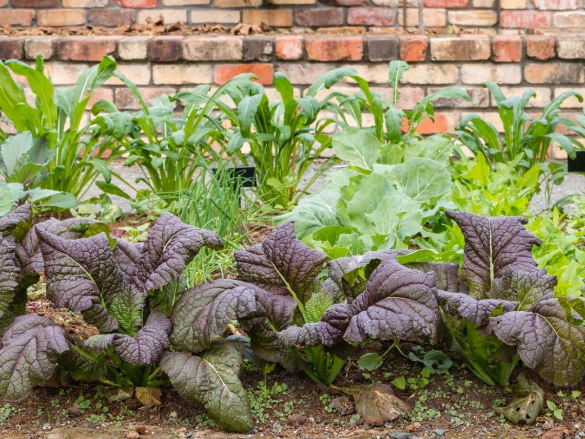 Tips For Interplanting Vegetable Garden Beds In Fall | Gardening Know How