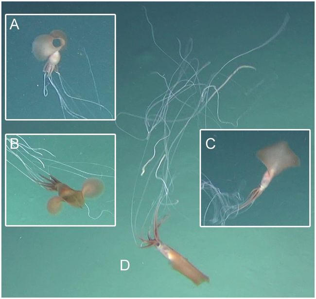Rare squid with 'elbow' tentacles baffles scientists in spooky new ...