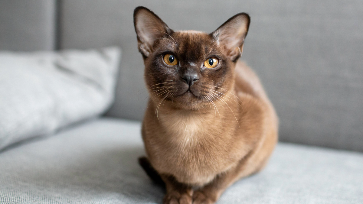 Hypoallergenic cat breeds: The 12 best options for allergy sufferers ...