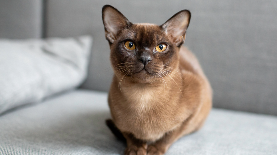 Hypoallergenic cat breeds: The 12 best options for allergy sufferers ...