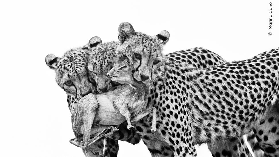 Selected from 60,000+ entries, take an exclusive sneak peek at powerful ...