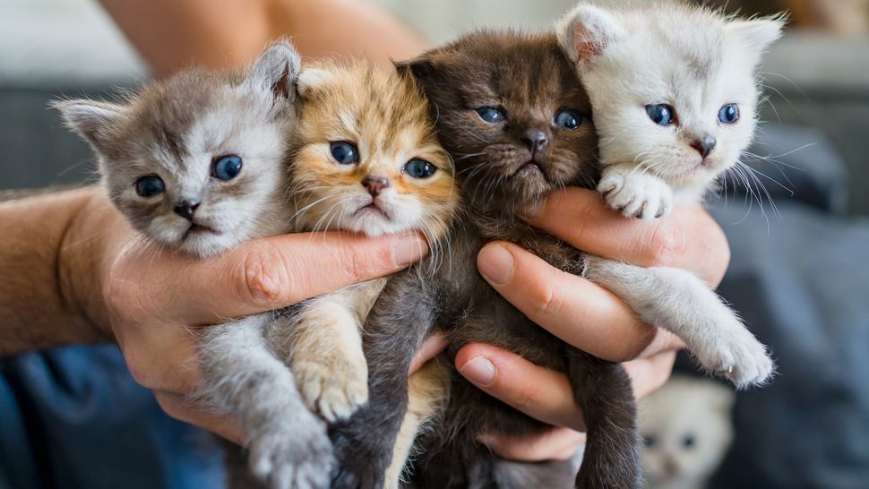 Why do some cat siblings look so different? | Live Science