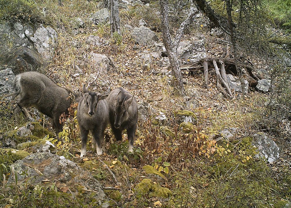 The Rare and Exotic Animals of Russia's Far East | Live Science