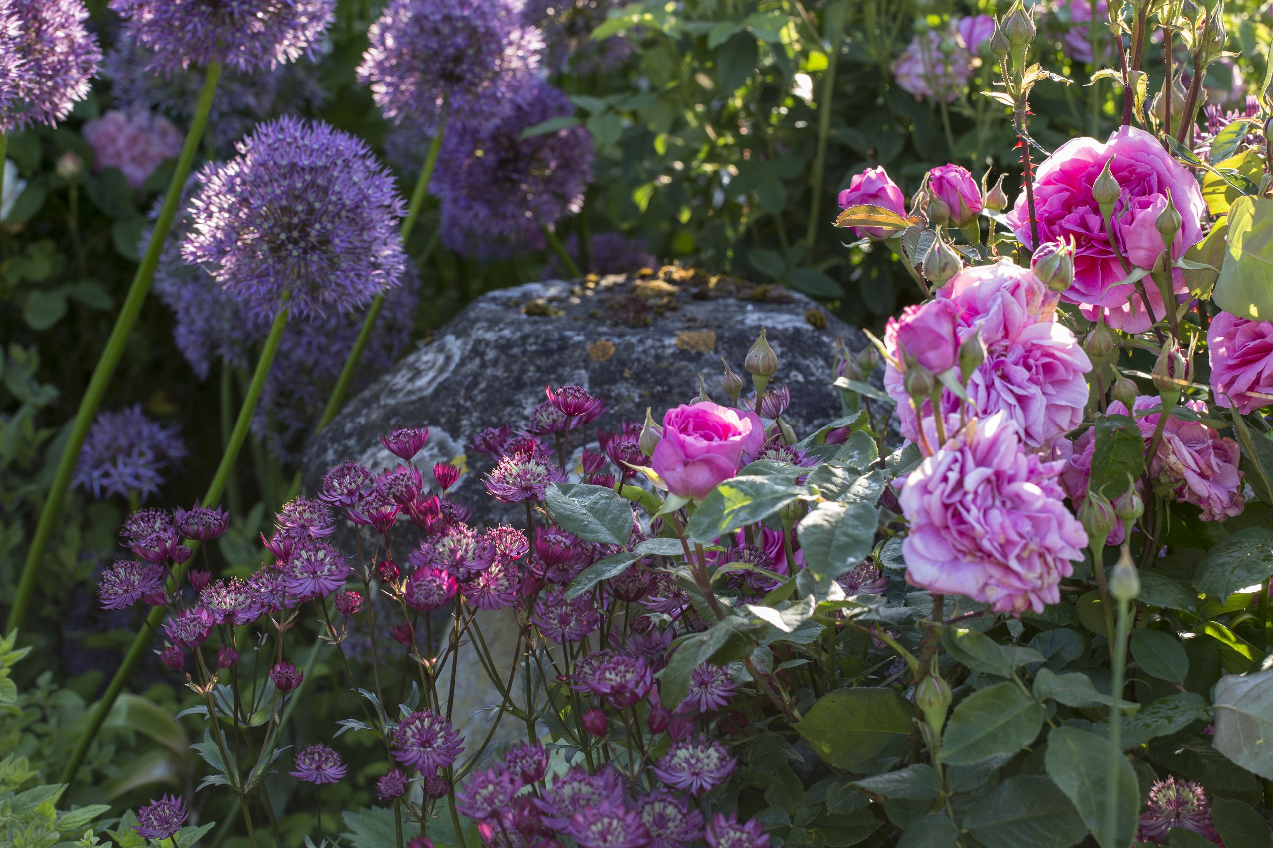 How to plant allium bulbs: add eye-catching structure to your borders ...