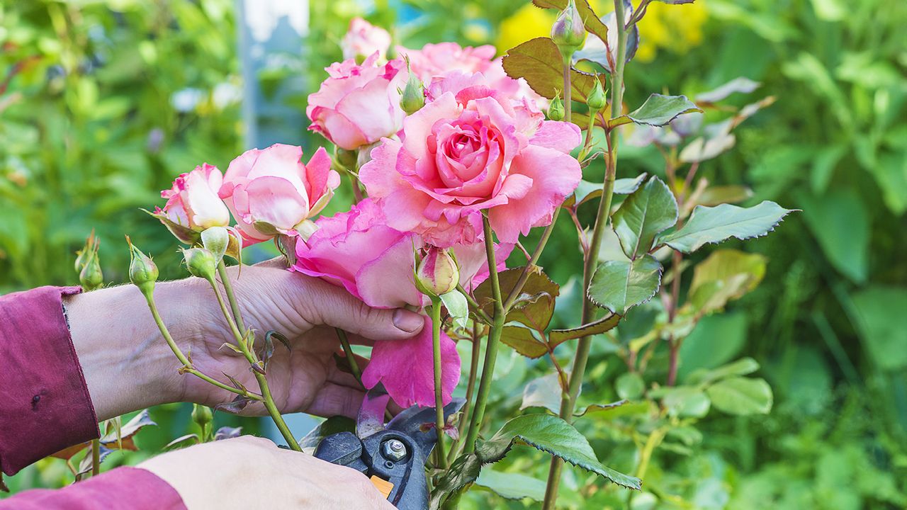 How To Prune Roses In Summer – And Why Timing Is Everything | Gardening ...