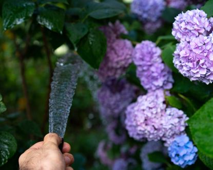 How Often To Water Hydrangeas And Other Hydration Tips | Gardening Know How