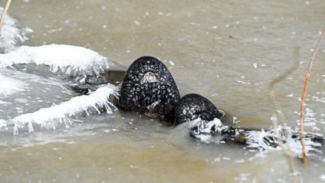 Alligators in Oklahoma turn into 'popsicles' sticking out of the frozen ...