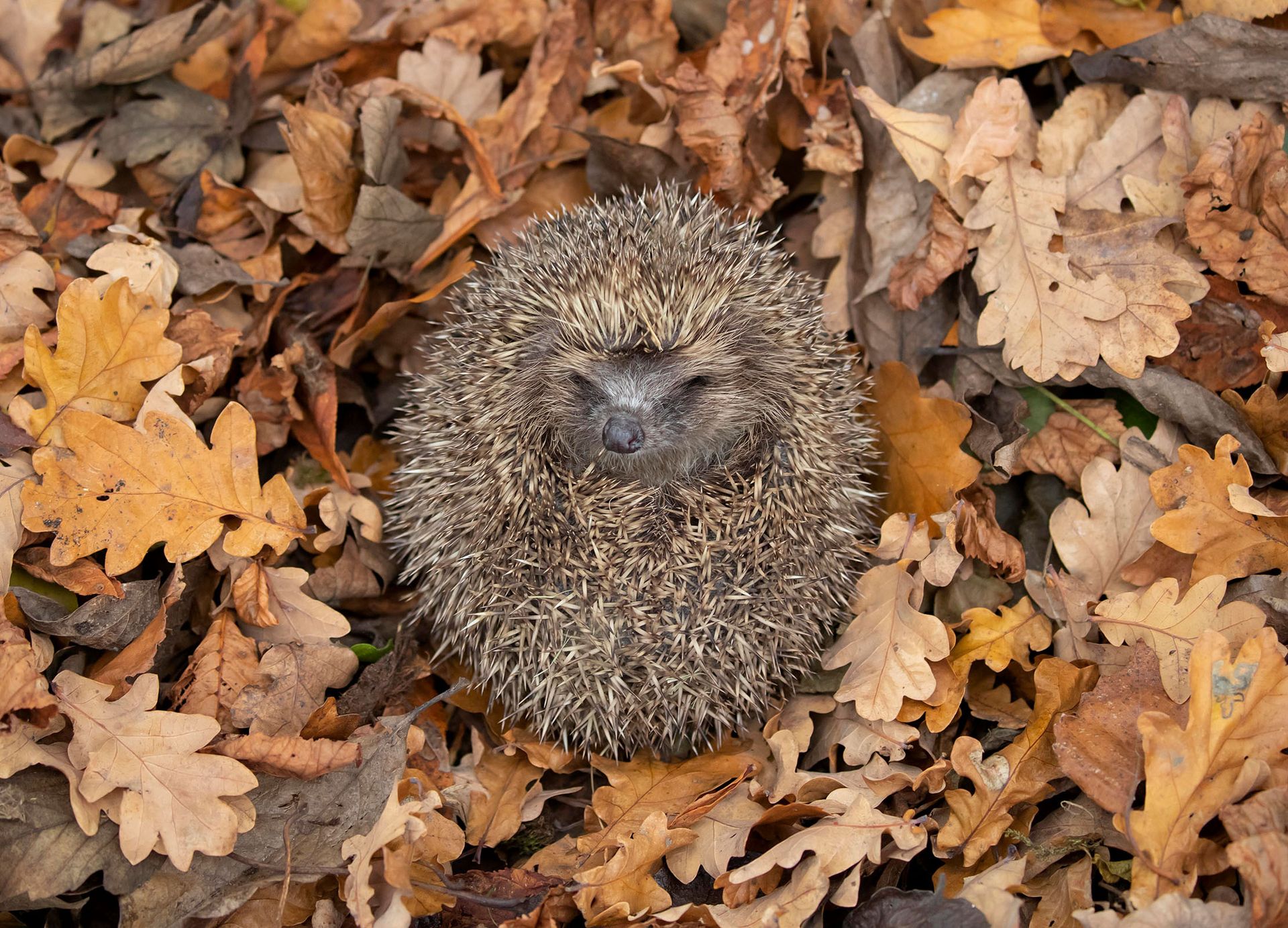The 10 things you can do to help save hedgehogs | Country Life