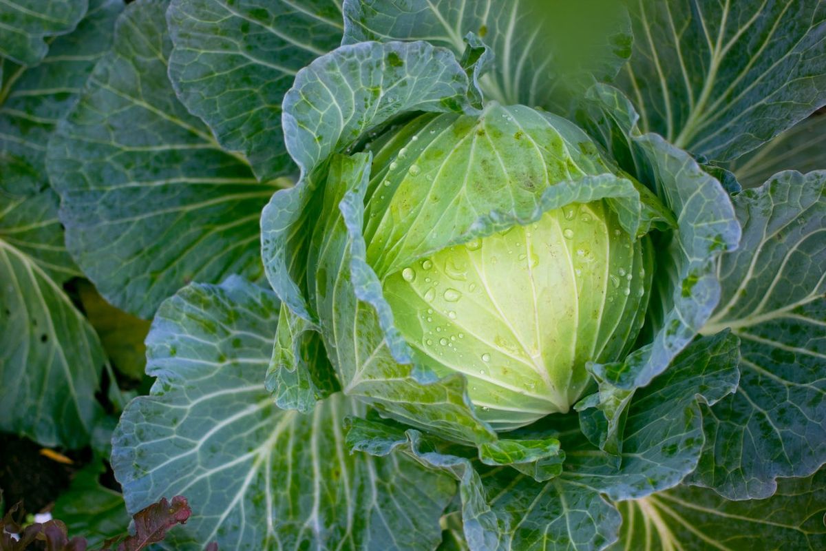 Tiara Cabbage Care: Learn About Growing Tiara Cabbage Plants ...